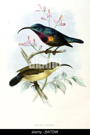 Natural History, Birds Nectarinia Stock Photo - Alamy