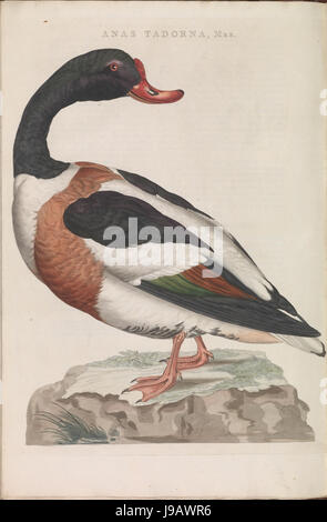 Common shelduck (Tadorna tadorna) is a waterfowl species of the ...