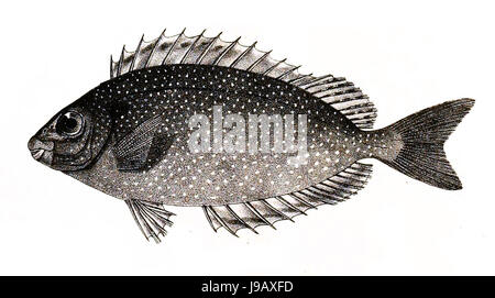 Teuthis margaritifera Ford 40 Stock Photo - Alamy