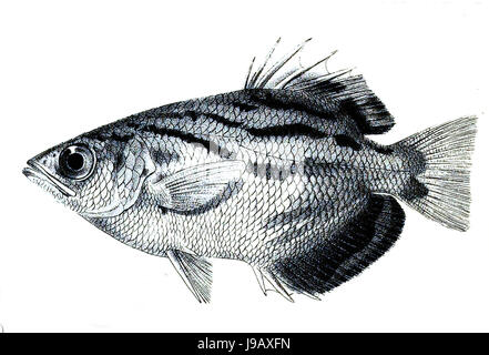 Toxotes microlepis 2 Stock Photo - Alamy