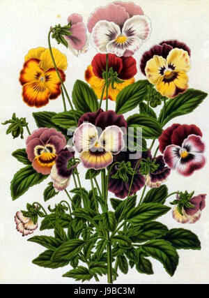 Abraham Jacobus Wendel - Viola tricolor- 2 Stock Photo - Alamy