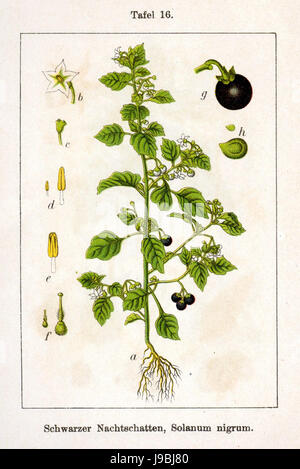 Common nightshade, Black nightshade (Solanum nigrum), growing in ...