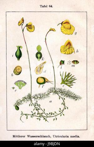 Trap for the bladderwort (Utricularia sp), an aquatic carnivorous plant ...
