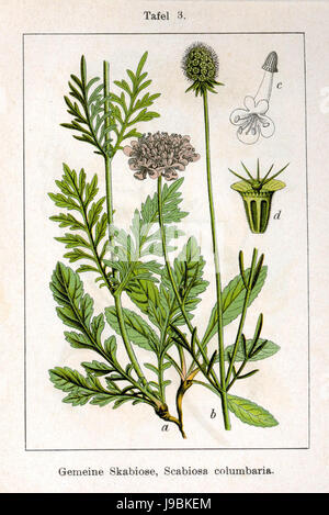 Scabiosa columbaria plant. Purple wildflower on a summer field Stock ...