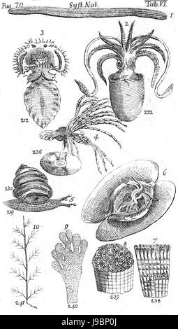 Systema Naturae Plate VI Stock Photo - Alamy