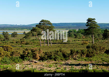 Arne RSPB reserve in the Poole basin, Dorset, UK March 2007 Stock Photo ...
