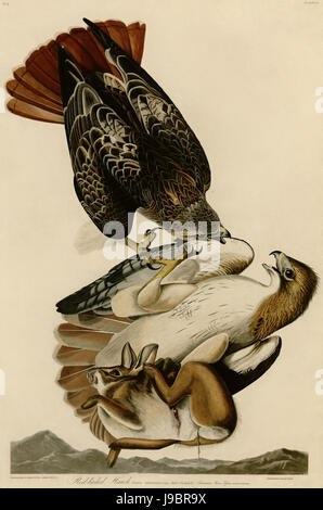 Red-tailed Hawk (Audubon Stock Photo - Alamy