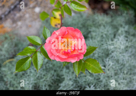 Rosa 'Summer Wine'. Climbing Rose Stock Photo - Alamy