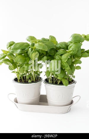 Closeup shot of a basil plant in a flowerpot, and dry pasta on a wooden ...