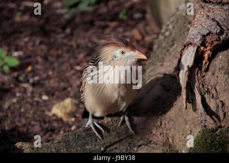 bird, birds, cuckoo, environment, enviroment, relaxation, animal, bird ...