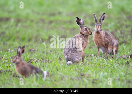 European hares (Lepus europaeus), Emsland, Lower Saxony, Germany Stock ...