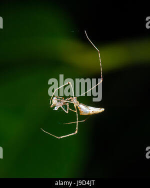 Stick Insect, Far North Queensland, FNQ, QLD, Australia Stock Photo - Alamy