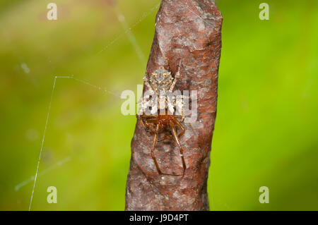 Jumping Spider (Portia fimbriata) eating spiderlings and eggs of her ...