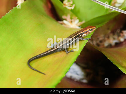 A Carlia sp. Lizard, Far North Queensland, FNQ, QLD, Australia Stock ...