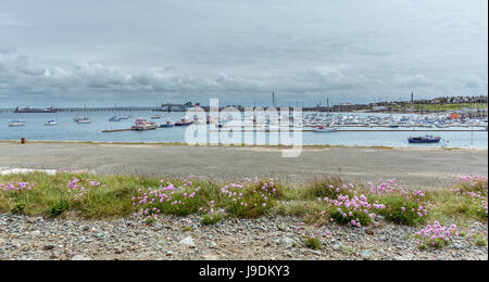 View of Holyhead Marina on Anglesey in North Wales, UK Stock Photo - Alamy