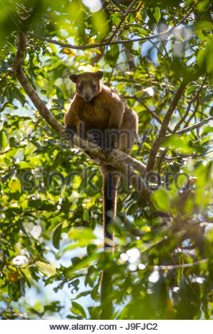 A Bennett's tree kangaroo rests high in a tree in a dry forest ...