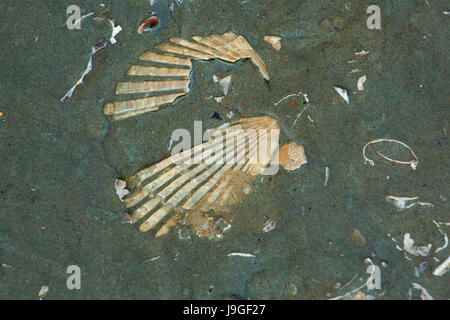 Shell fossils, Fogarty Creek State Park, Lincoln City, Oregon Stock ...
