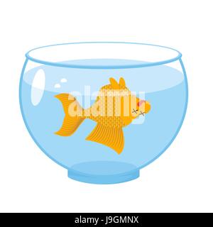 Dead goldfish floating in a fishbowl Stock Photo: 22222977 - Alamy