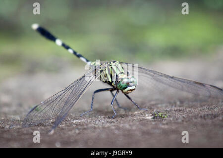 Green Skimmer (Orthetrum serapia Stock Photo - Alamy