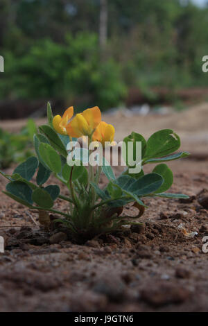 Groundnut plant. A groundnut plant with flowers Stock Photo - Alamy