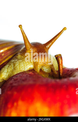 Single Snail on the apple with a beautiful shell,nice coloring,close up ...