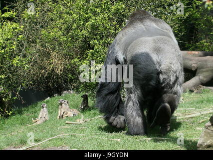 Mature alpha male silverback Western lowland Gorilla Stock Photo - Alamy