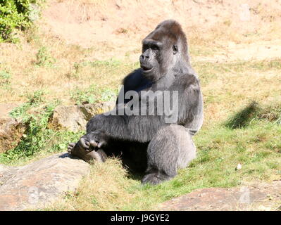 Mature alpha male silverback Western lowland Gorilla Stock Photo - Alamy