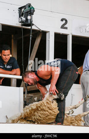 Sheep shearing at the Royal Cornwall Show Stock Photo - Alamy