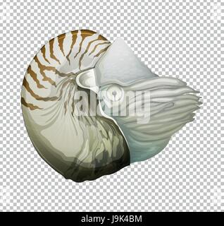 Sea nautilus on transparent background Stock Vector Image & Art - Alamy