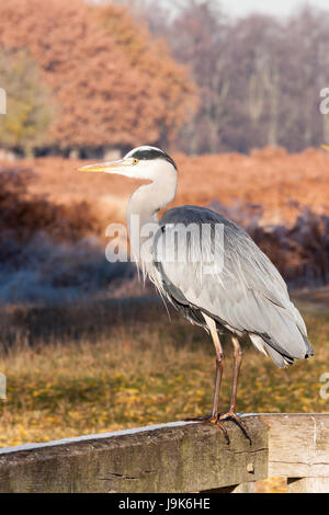A Grey heron standing on a fence Stock Photo - Alamy