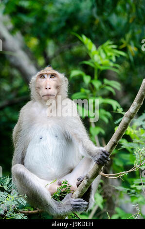 Male adult long-tailed macaque (Macaca fascicularis) yawning. Sacred ...