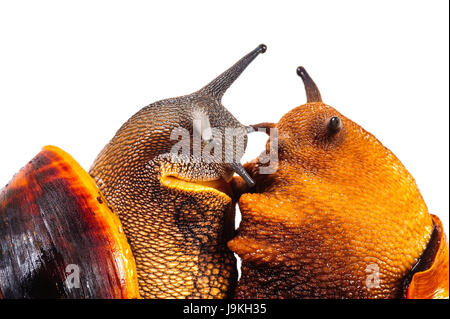 two Snaisl with a beautiful shell,nice coloring,close up isolated on ...