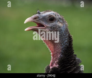 Bronze Turkey Hen against a blurred green background Stock Photo - Alamy