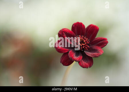 Chocolate Cosmos Small Red, Brown Flower Stock Photo - Alamy