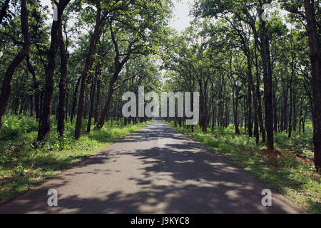 Sal trees Shorea robusta and forest at Bandhavgarh National Park Madhya ...