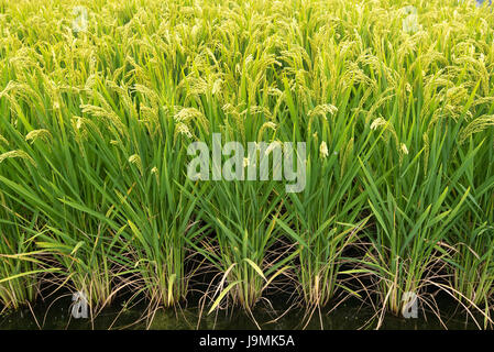Rice Oryza sativa Stock Photo - Alamy