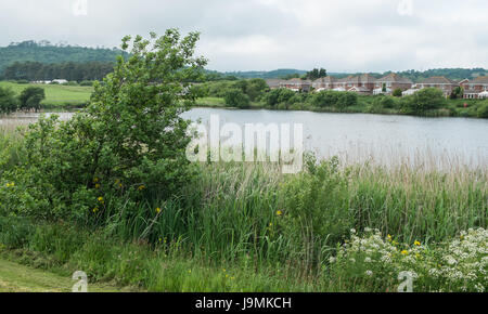 Greening,a,once,industrial,landscape,at,Sandy Water Park,Park,Llanelli ...