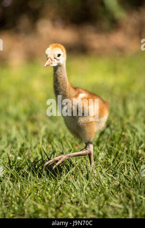 Sandhill Crane Colt Stock Photo - Alamy