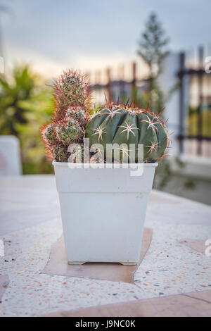 Cactus in pot on marble table. pastel color or vintage style. copy ...
