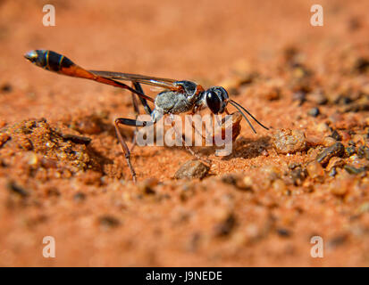 An Ammophila Wasp in Southern African savanna Stock Photo - Alamy