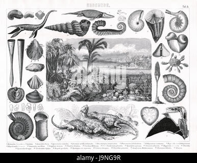 Plants of the Triassic Period Stock Photo - Alamy