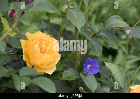 Rosa 'Graham Thomas', an English shrub rose, flowering in a garden ...