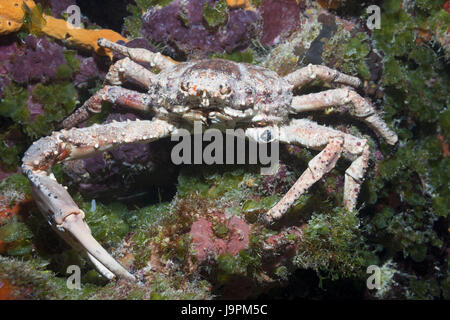 Spiny spinning crab,Mithrax spinosissimus,Cozumel,the Caribbean,Mexico ...