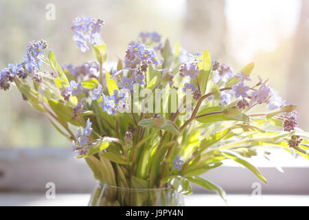Forget-me-nots (Myosotis arvensis) blue Flowers. Rosette of the weed ...