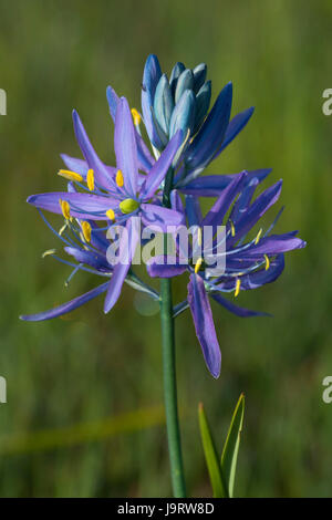 Common camas, Fern Ridge Wildlife Area, Oregon Stock Photo - Alamy