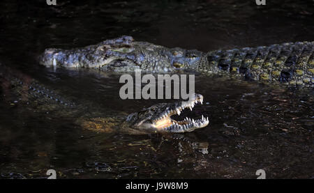 Close-up of snout of saltwater (estuarine) crocodile (Crocodylus ...