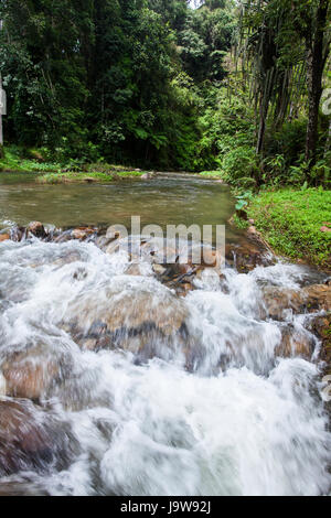 Mountain stream in a tropical rain forest Stock Photo - Alamy