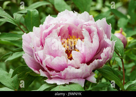 Tree peony (Paeonia suffruticosa 'Shima-Nishiki' Stock Photo - Alamy