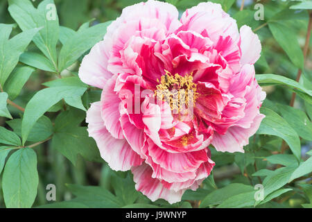 Tree peony (Paeonia suffruticosa 'Shima-Nishiki' Stock Photo - Alamy