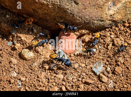 Bal-byter Ants in Southern African savanna Stock Photo - Alamy